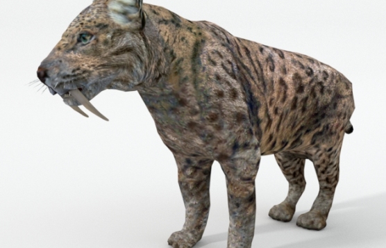 Saber toothed tiger